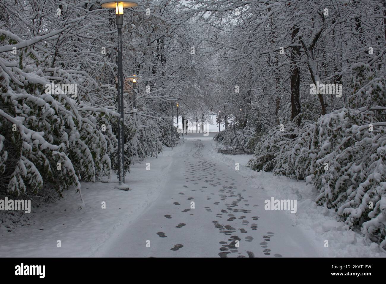 A mesmerizing snowy alley in the park Stock Photo - Alamy