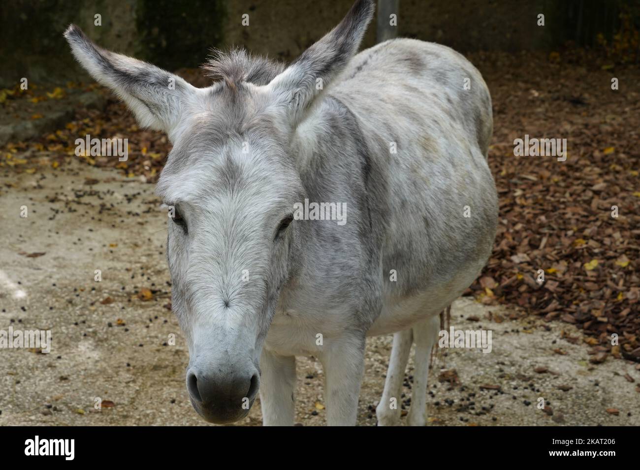 Miniature donkey hi-res stock photography and images - Alamy