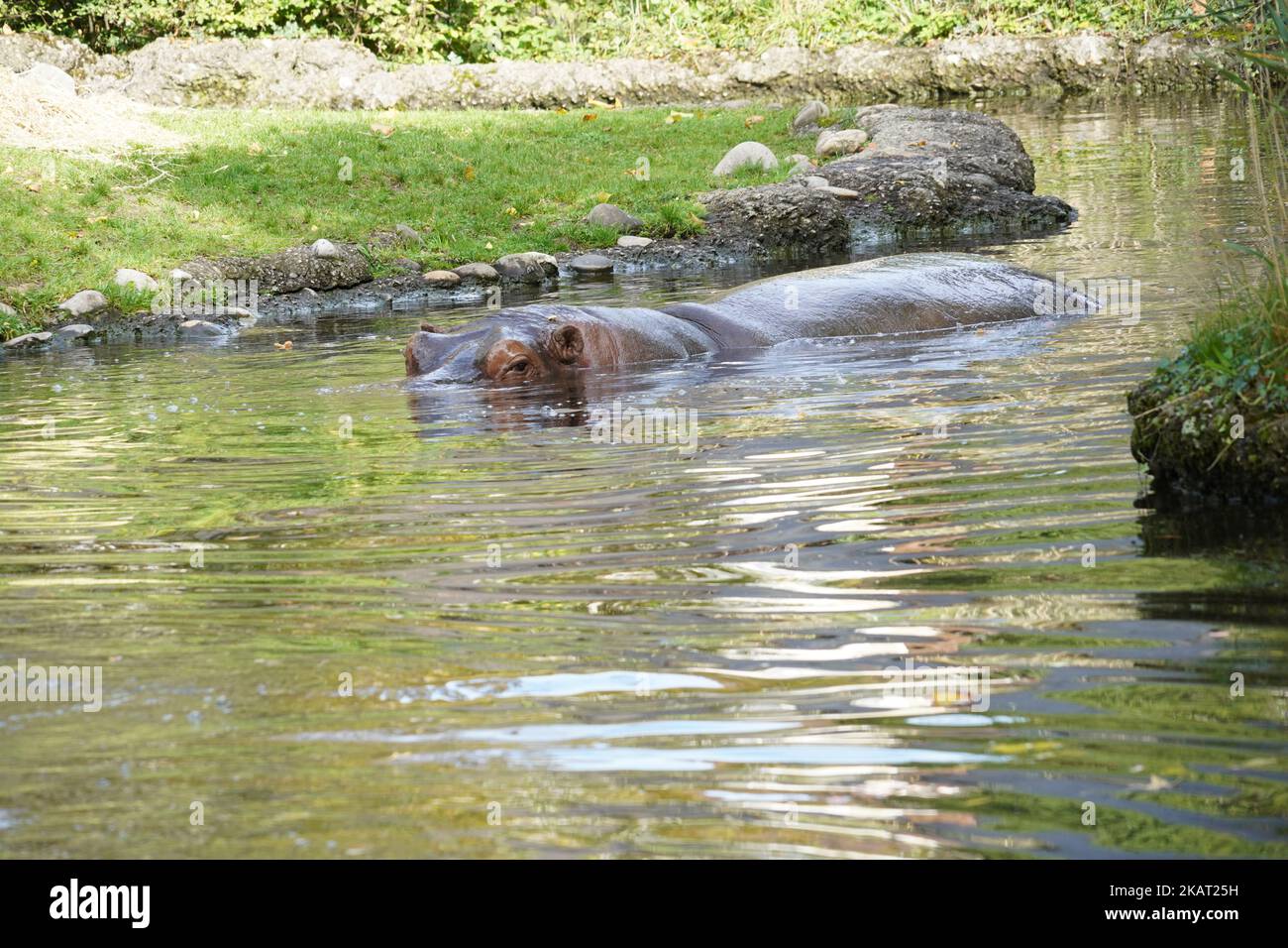 View on swimming and partly submerged of hippopotamus, in Latin ...