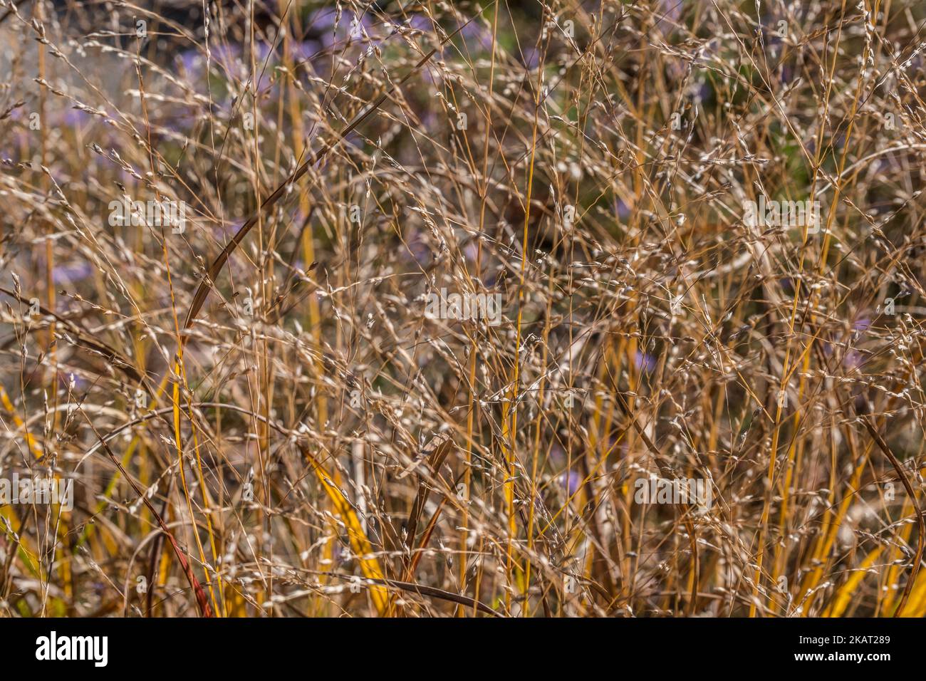 In a field of tall dried dead grass end of season golden with little ...