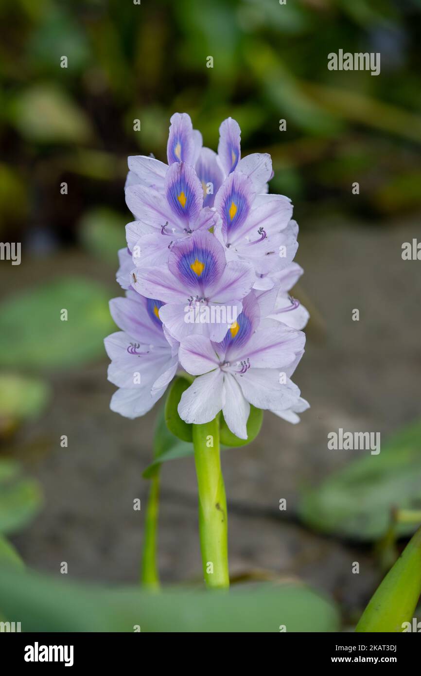 Kachuripana flower bone hi-res stock photography and images - Alamy