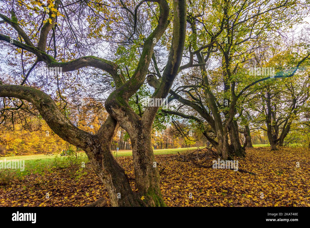 Wien, Vienna: gnarled maple trees, autumn colors at clearing meadow ...