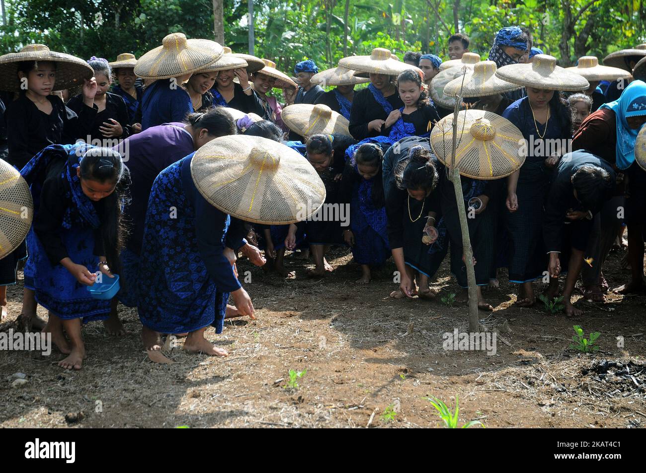 Baduy tribe ran Ngasek Pare ritual in Kanekes Village, Leuwidamar ...