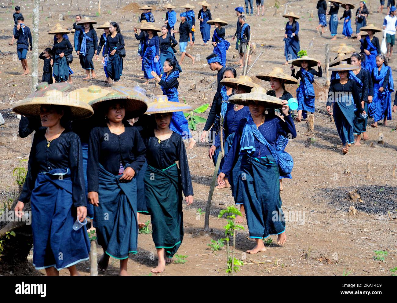 Baduy tribe ran Ngasek Pare ritual in Kanekes Village, Leuwidamar ...