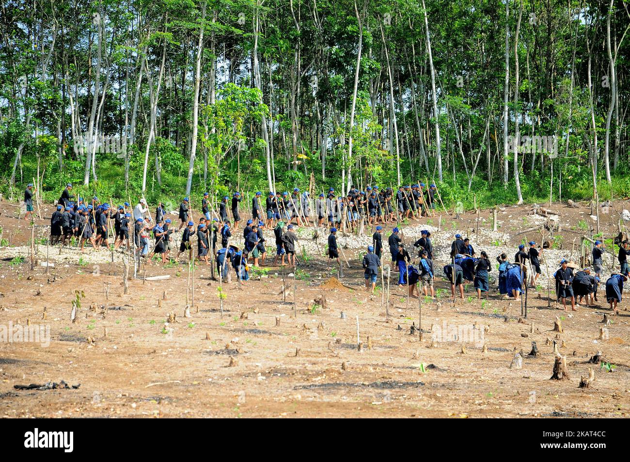 Baduy tribe ran Ngasek Pare ritual in Kanekes Village, Leuwidamar ...