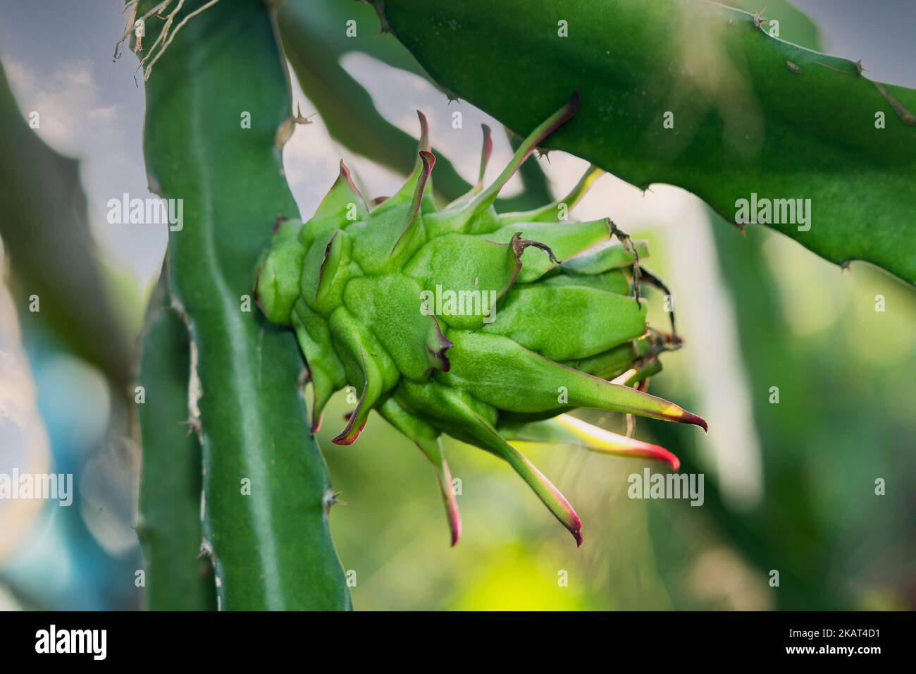 Indoor Dragon Fruit Tree