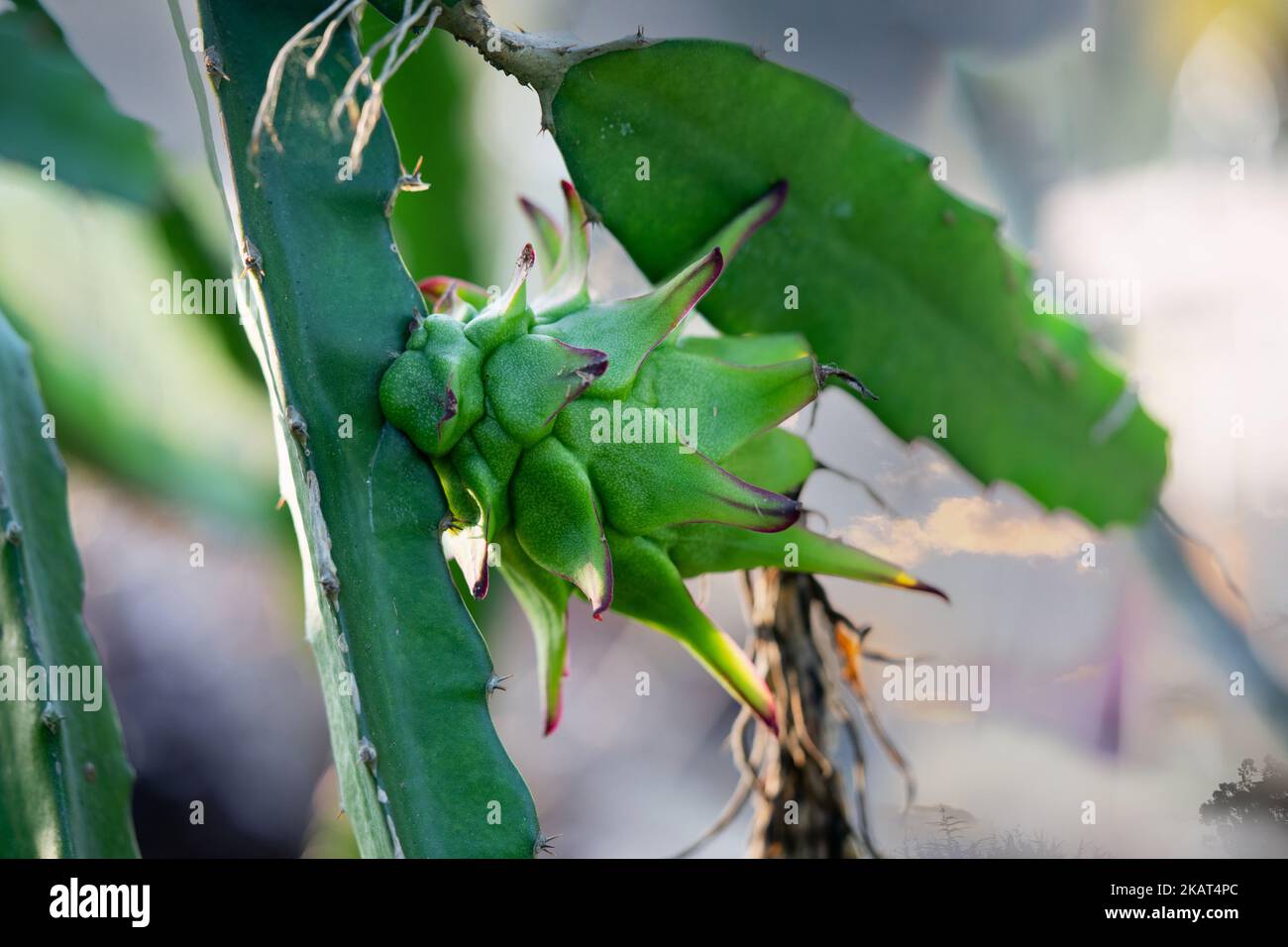 Dragon fruit tree hi-res stock photography and images - Alamy