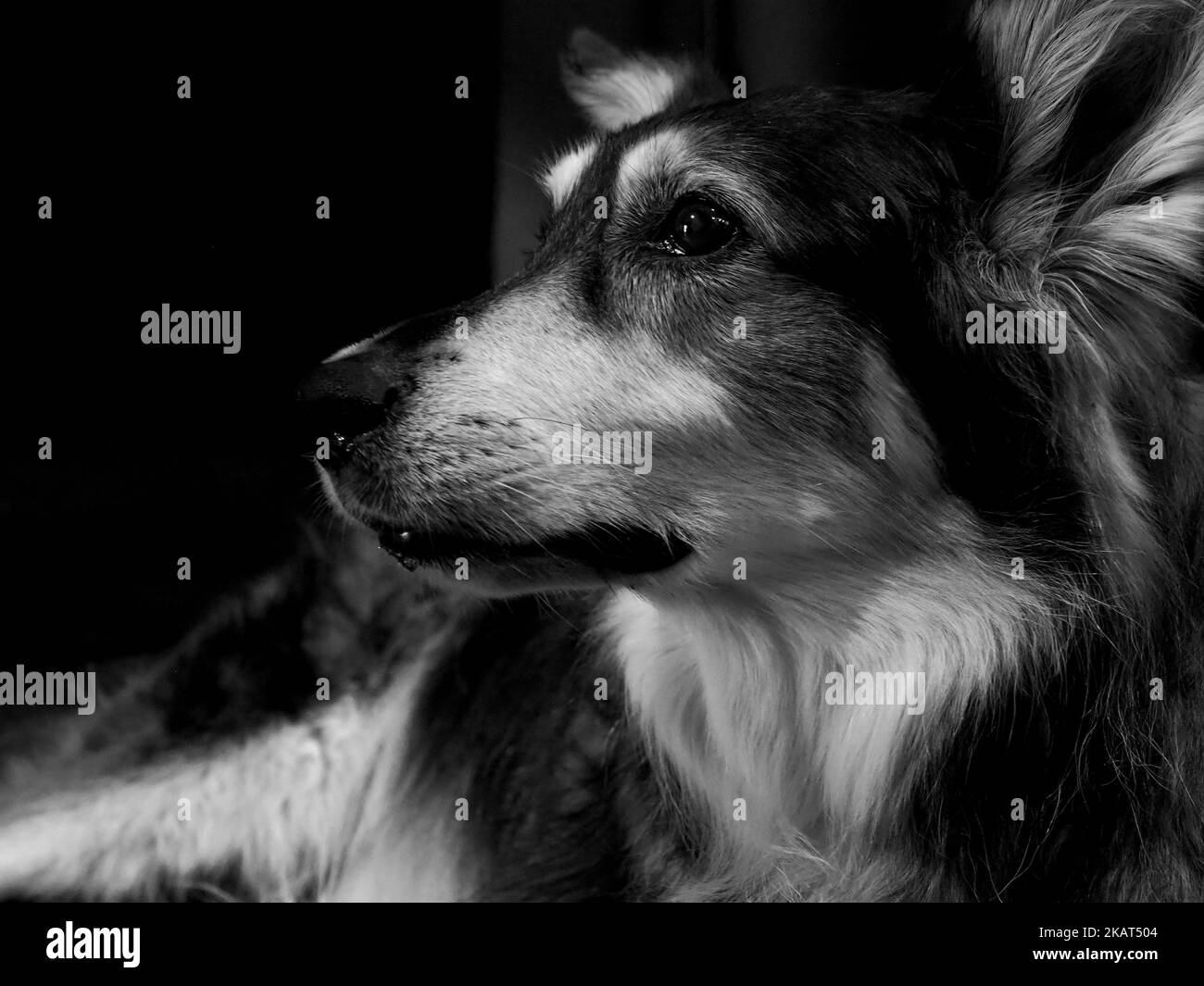 A grayscale side portrait of Border Collie dog on black background ...