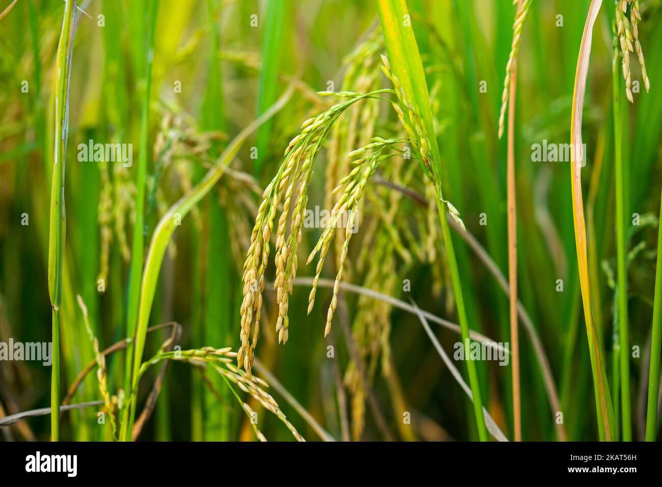 Ripe rice fields and the farm Stock Photo - Alamy