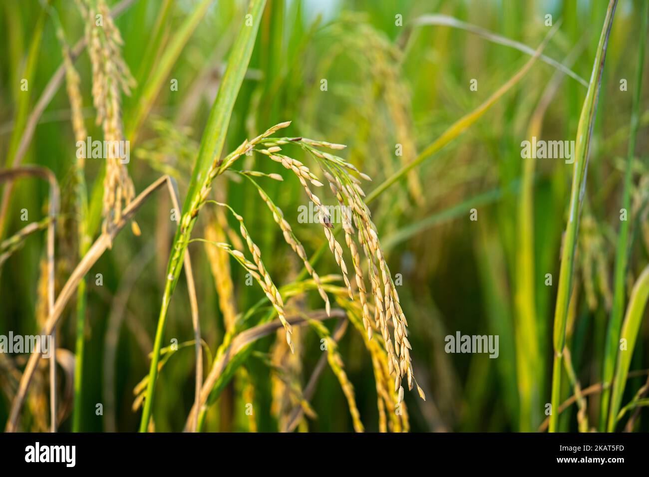 Ripe rice fields and the farm Stock Photo - Alamy