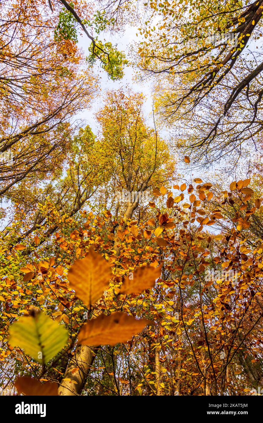 Wien, Vienna: beech trees, autumn colors in Wienerwald (Vienna Woods ...