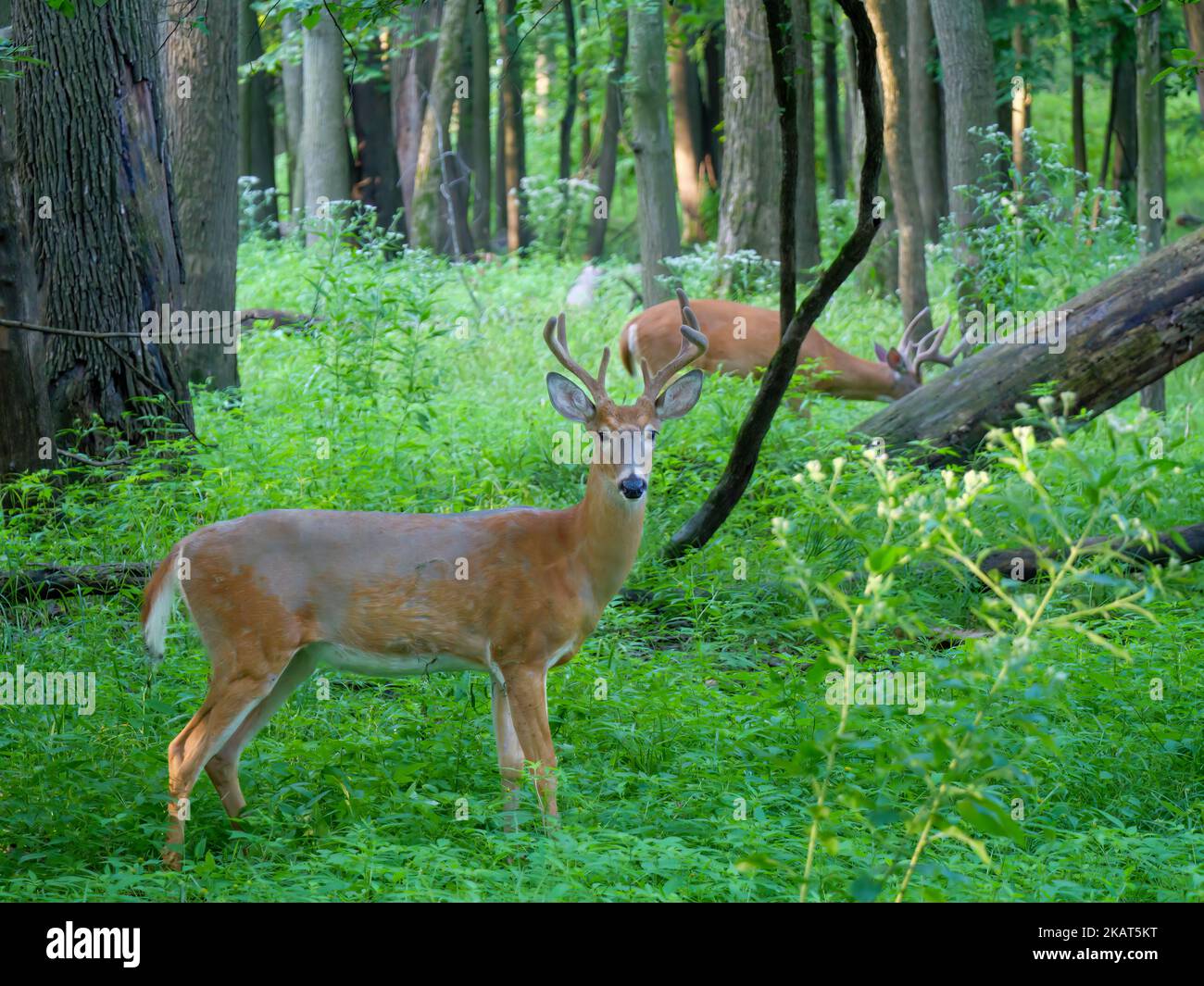 White-tailed deer (Odocoileus virginianus) bucks with antlers in velvet ...