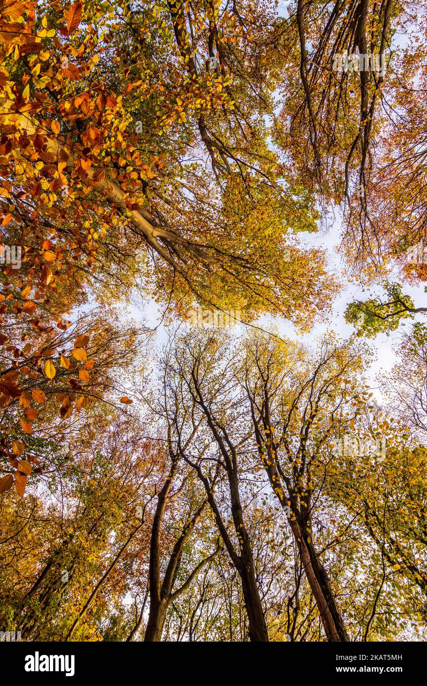 Wien, Vienna: beech trees, autumn colors in Wienerwald (Vienna Woods ...