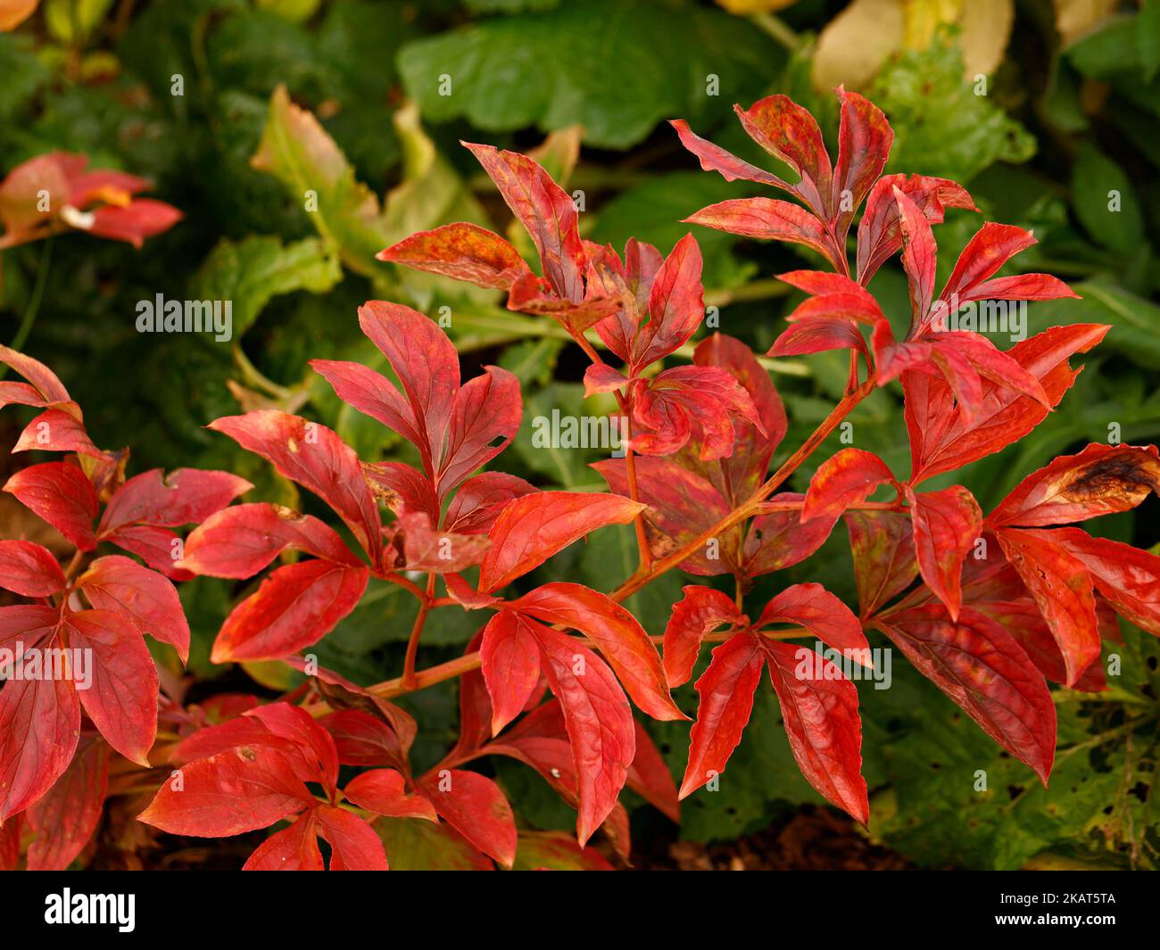 Close up of the orange autumn-coloured leaves of the deciduous hardy ...