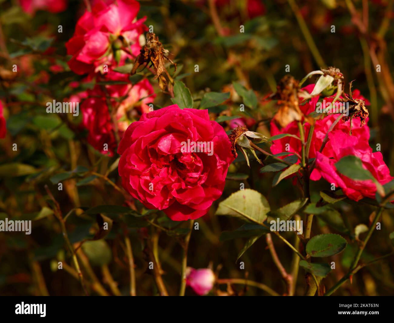 Rosa auscerise hi-res stock photography and images - Alamy