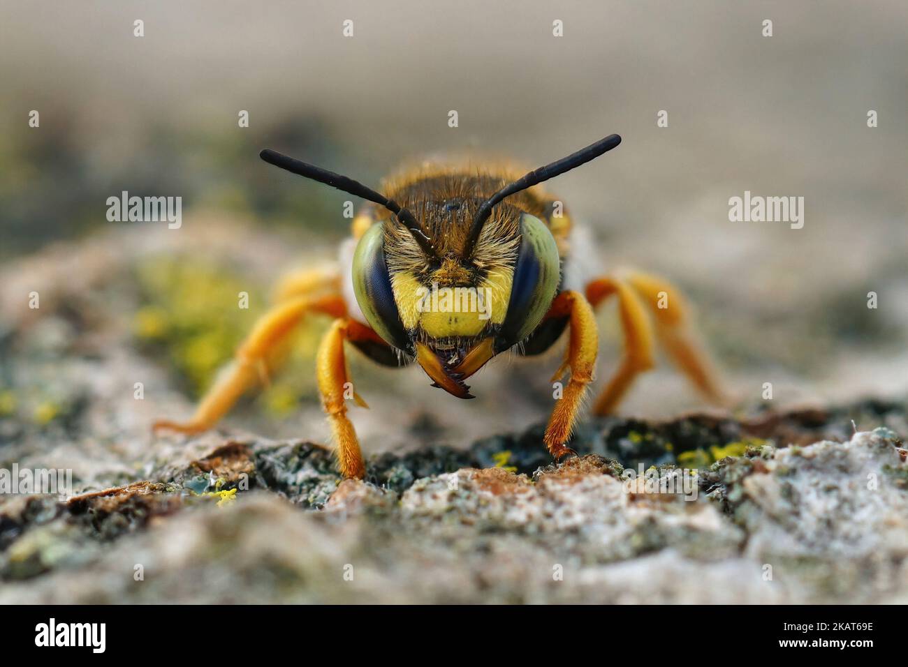 Woolcarder bee hi-res stock photography and images - Alamy