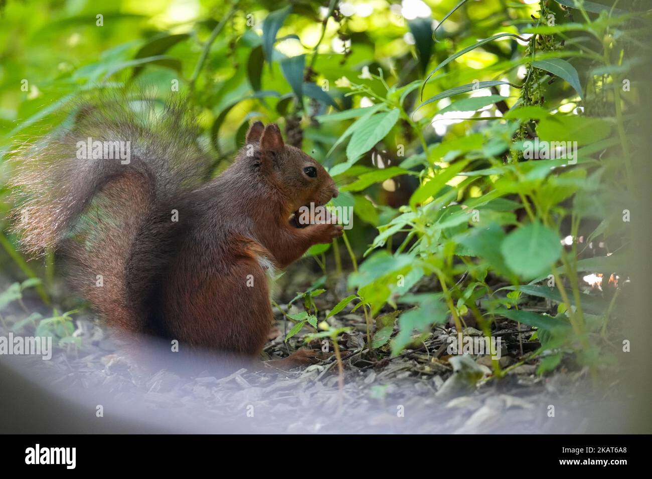 A closeup of a cute brown squirrel eating a nut during the daytime ...
