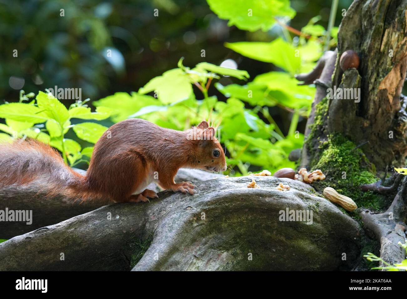 A closeup of a cute brown squirrel eating a nut during the daytime ...