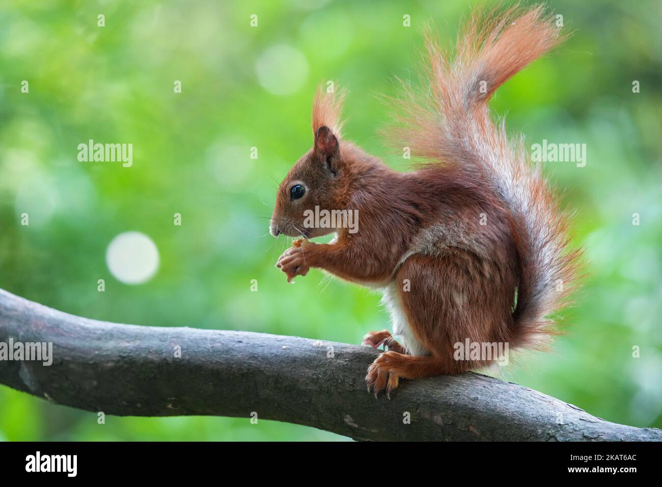 A closeup of a cute brown squirrel eating a nut on a tree Stock Photo ...