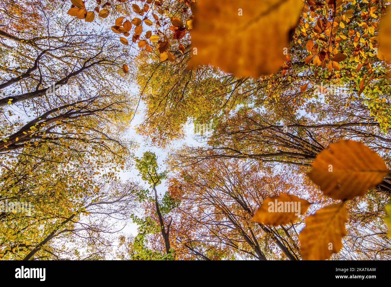 Wien, Vienna: beech trees, autumn colors in Wienerwald (Vienna Woods ...