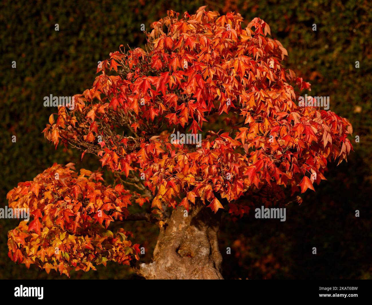 Close up of the orange red yellow autumn leaves of the Japanese maple ...