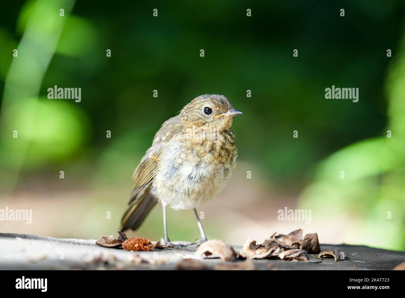 A closeup of a cute European robin bird perched on the stone on a green ...