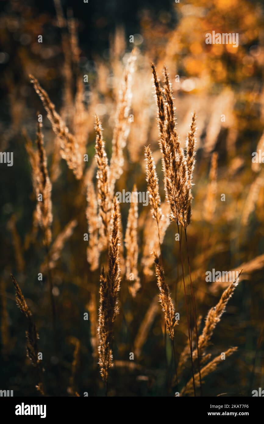 Grass Scraper in golden hour Stock Photo - Alamy