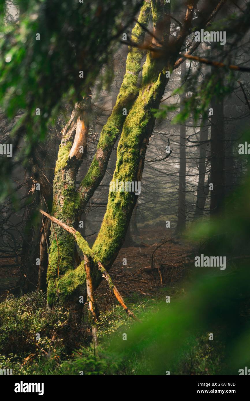 Creepy trees hi-res stock photography and images - Alamy