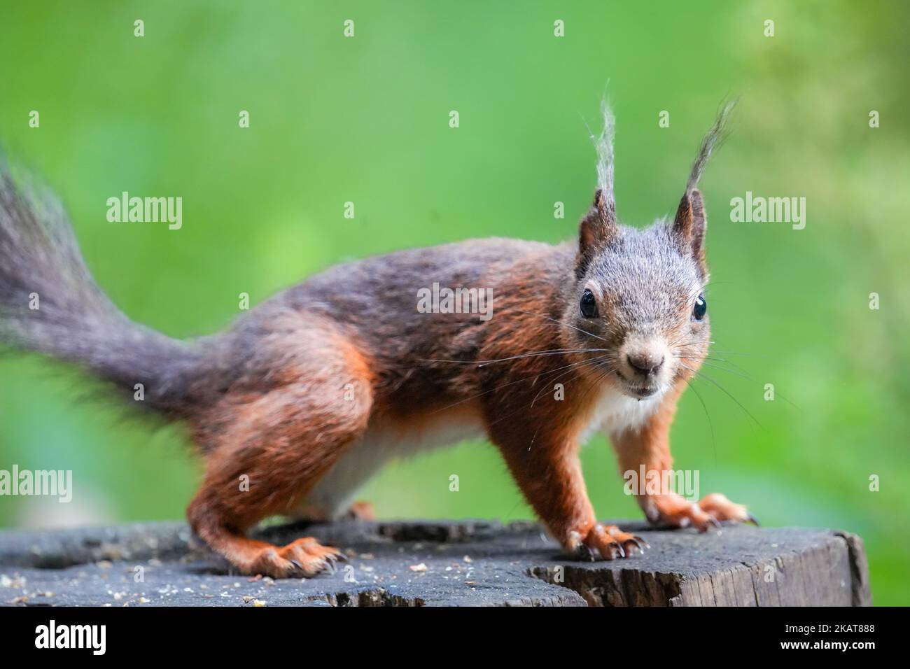 The macro view of a Mount Graham red squirrel standing on a tree stump ...