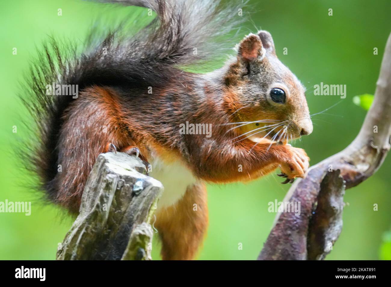 The profile macro view of a Mount Graham red squirrel standing at the ...