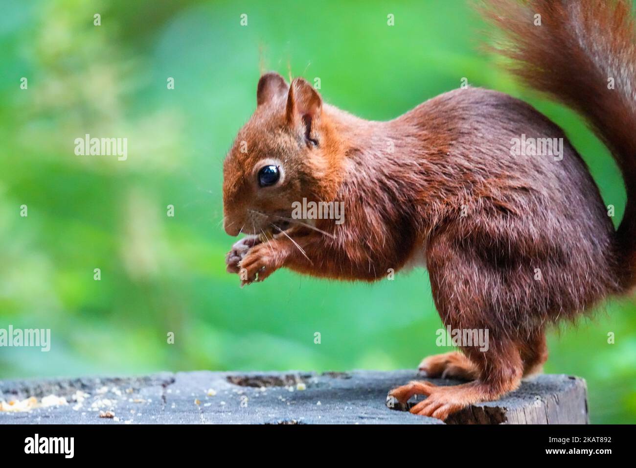 The profile macro view of a Mount Graham red squirrel eating while ...