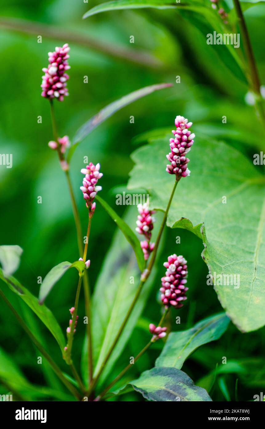 A vertical shot of pennsylvania smartweed flowers in a garden Stock ...