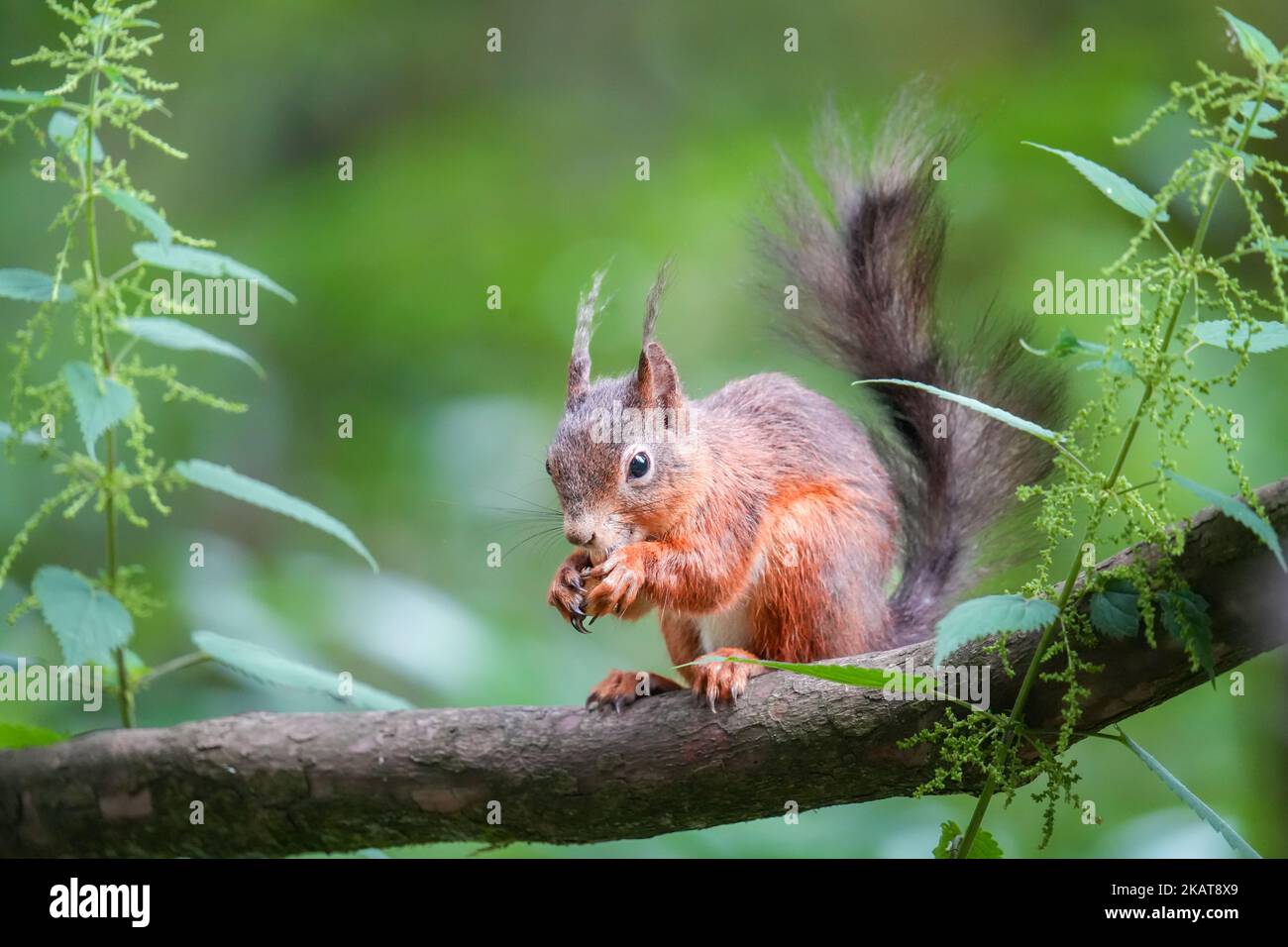 The profile macro view of a Mount Graham red squirrel standing on a ...