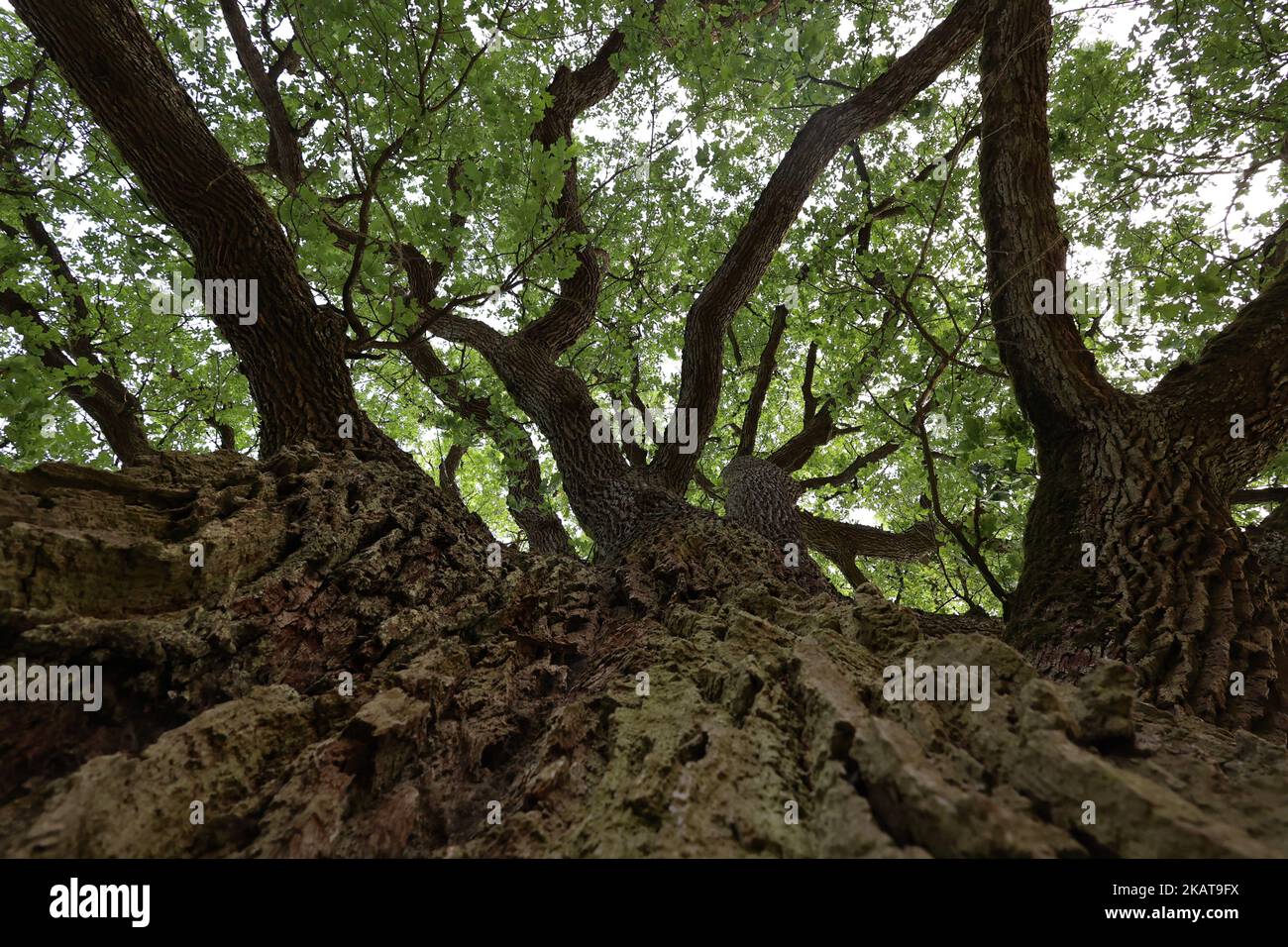 Branchy crown and trunk of a millennium oak Stock Photo - Alamy