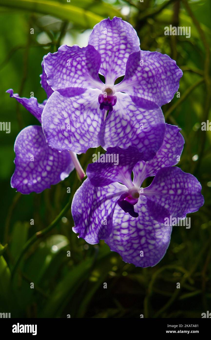 Flor singular hi-res stock photography and images - Alamy