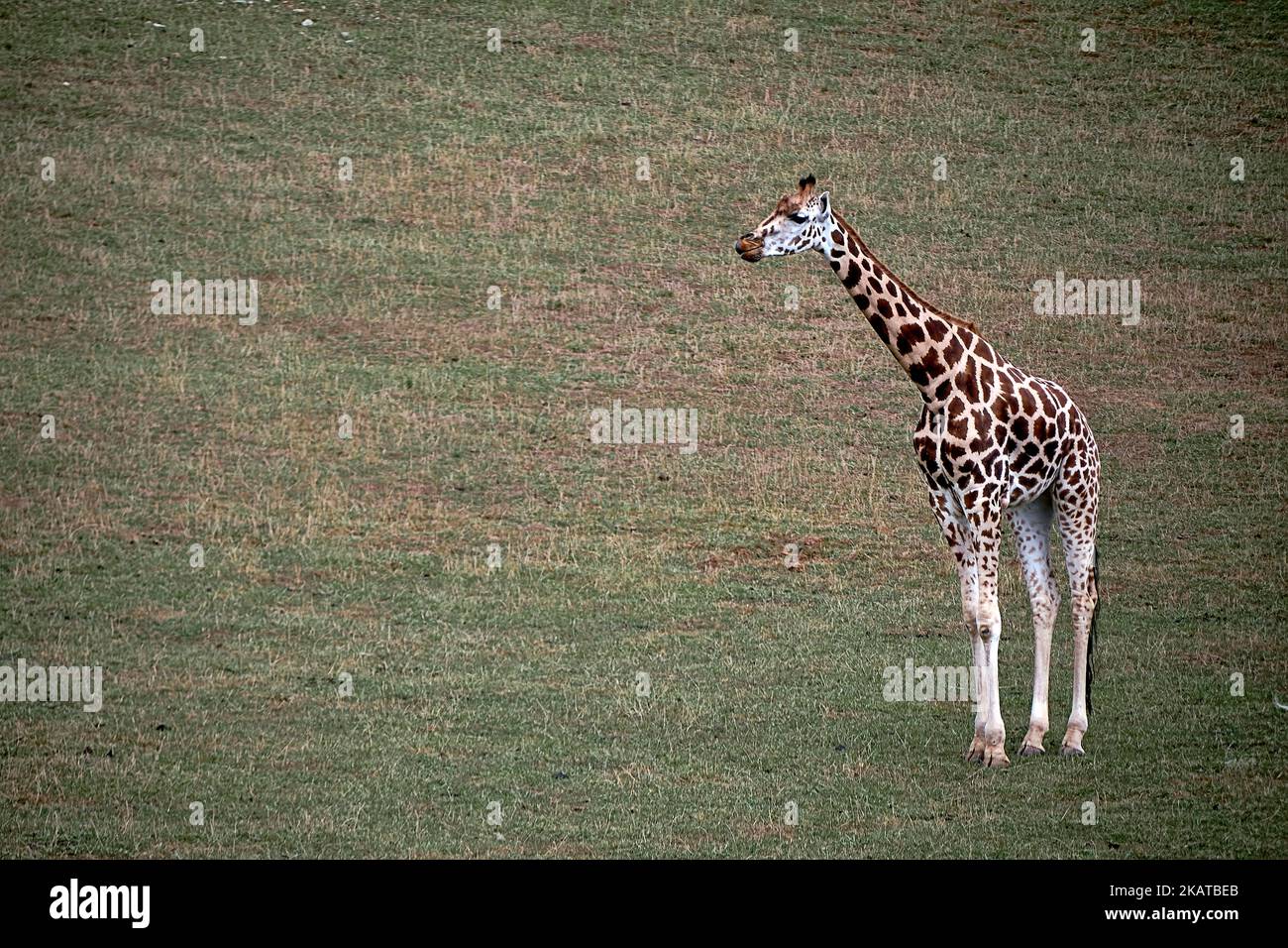 A lonely giraffe in the green grassland Stock Photo - Alamy
