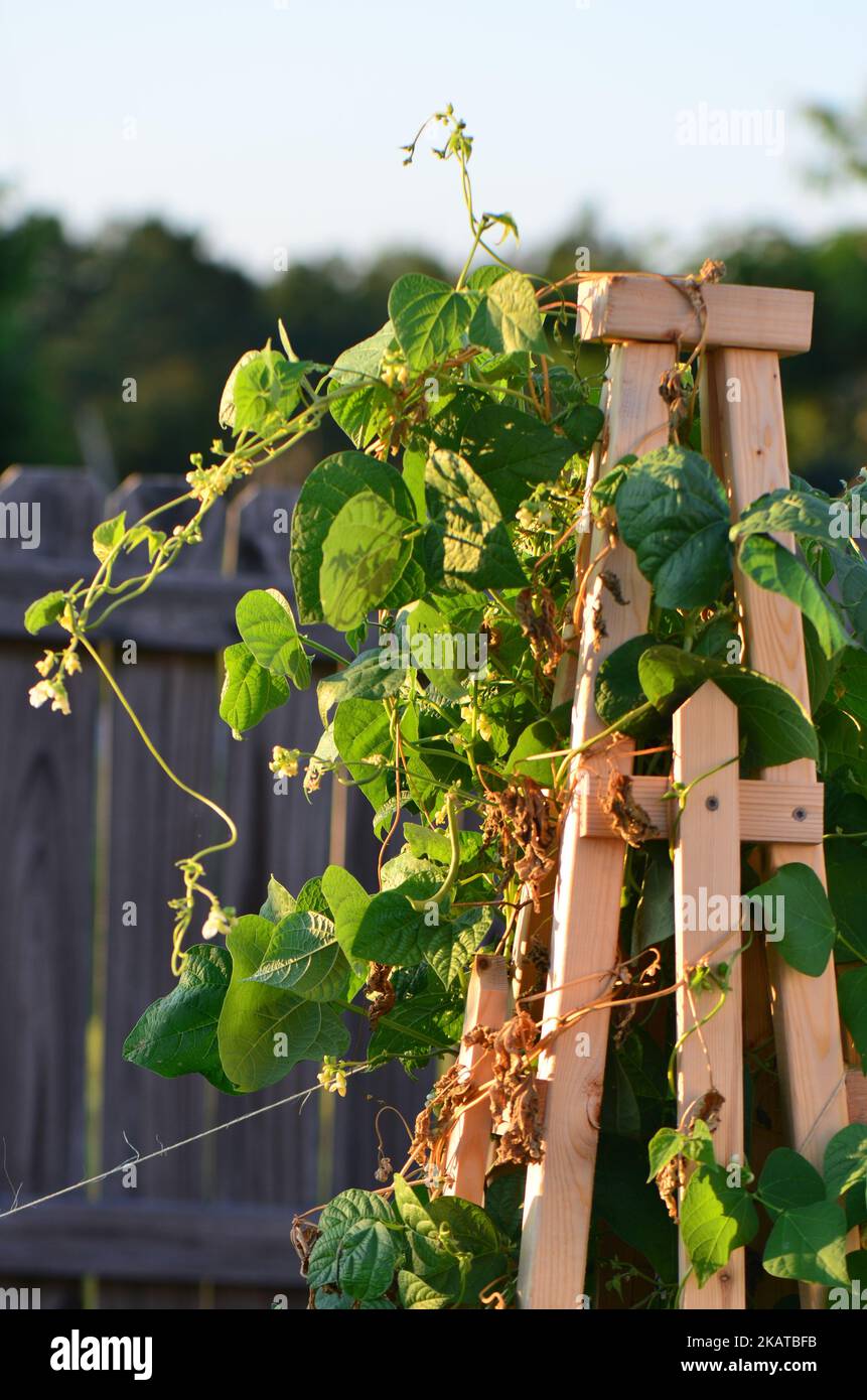 The vertical view of bean plants twisted on a wooden ladder Stock Photo ...
