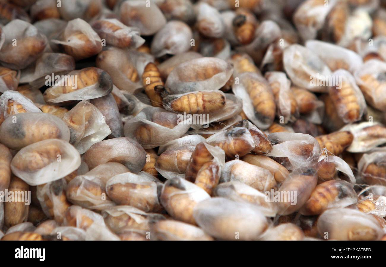 Boiled silkworm pupae hi-res stock photography and images - Alamy