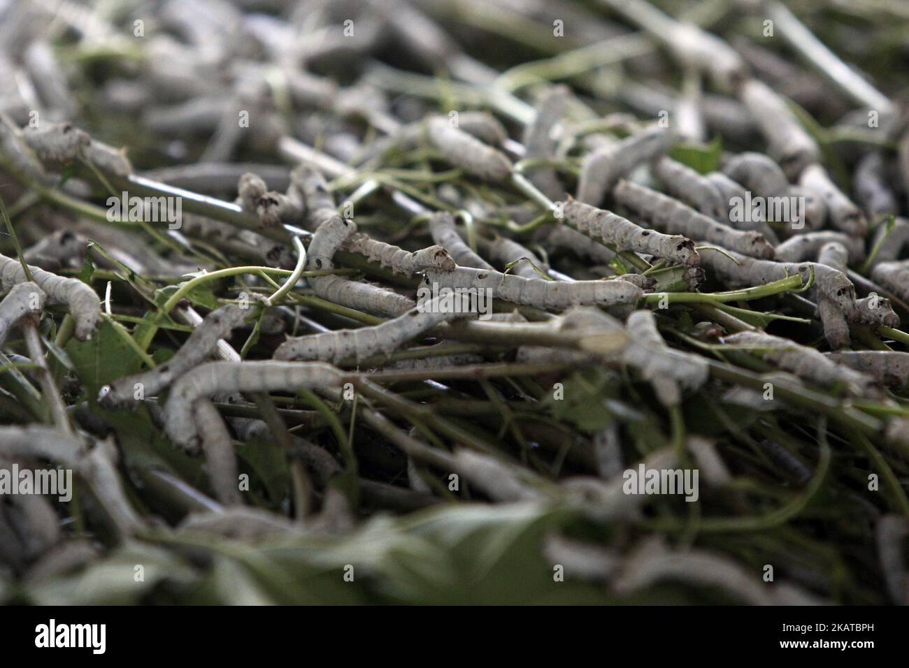 Silkworm threads hi-res stock photography and images - Alamy