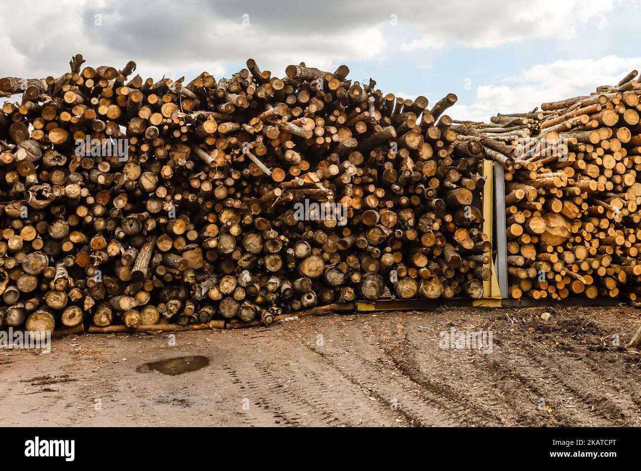 Deforestation, forest destruction. Timber harvesting. Pile, stack of ...