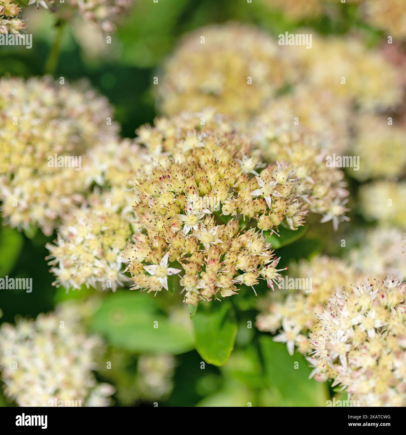 White flowering sedum plant, Hylotelephium telephium Stock Photo - Alamy