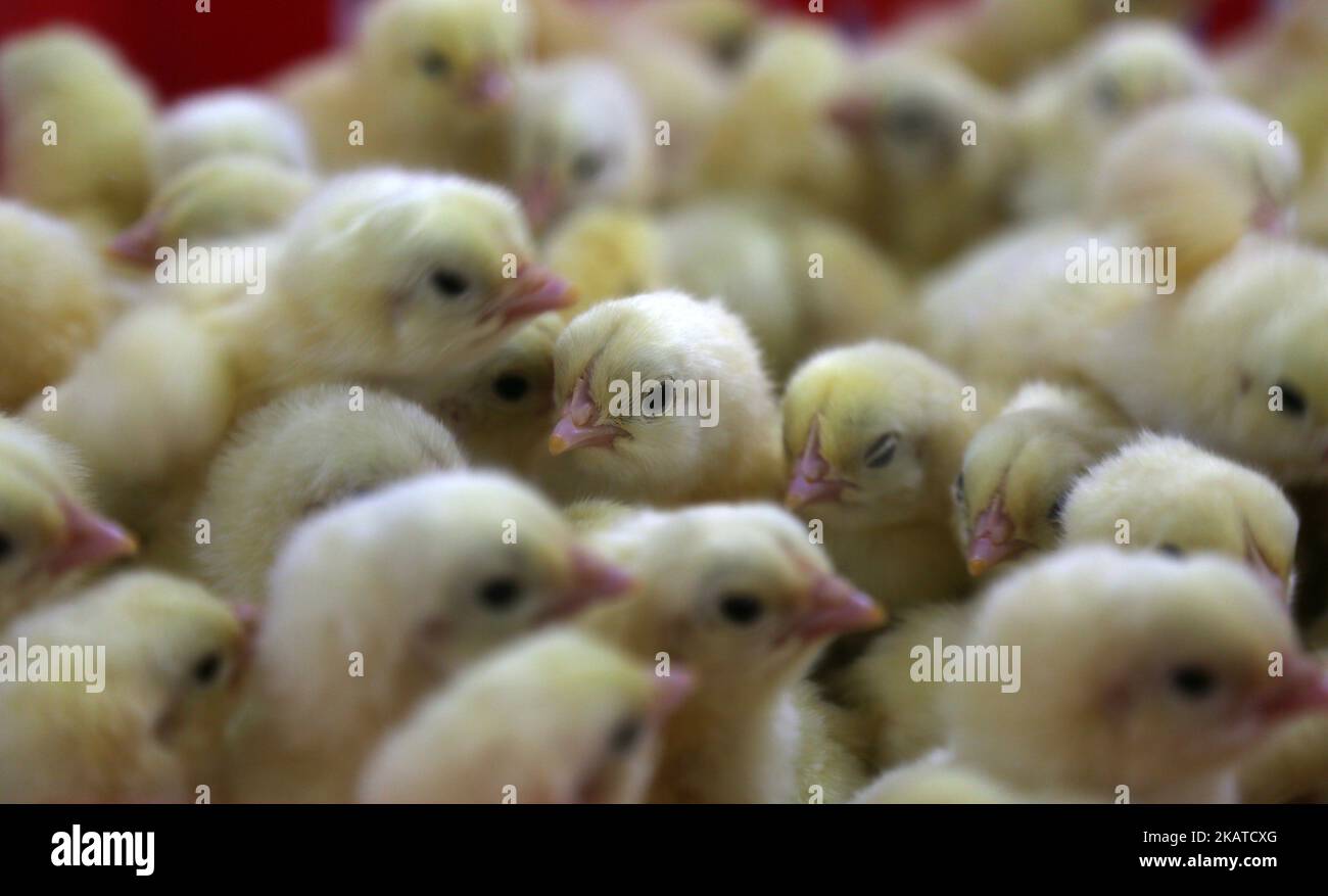 Chicks are pictured in a breeder house at a Chicken Hatchery in Gaza ...