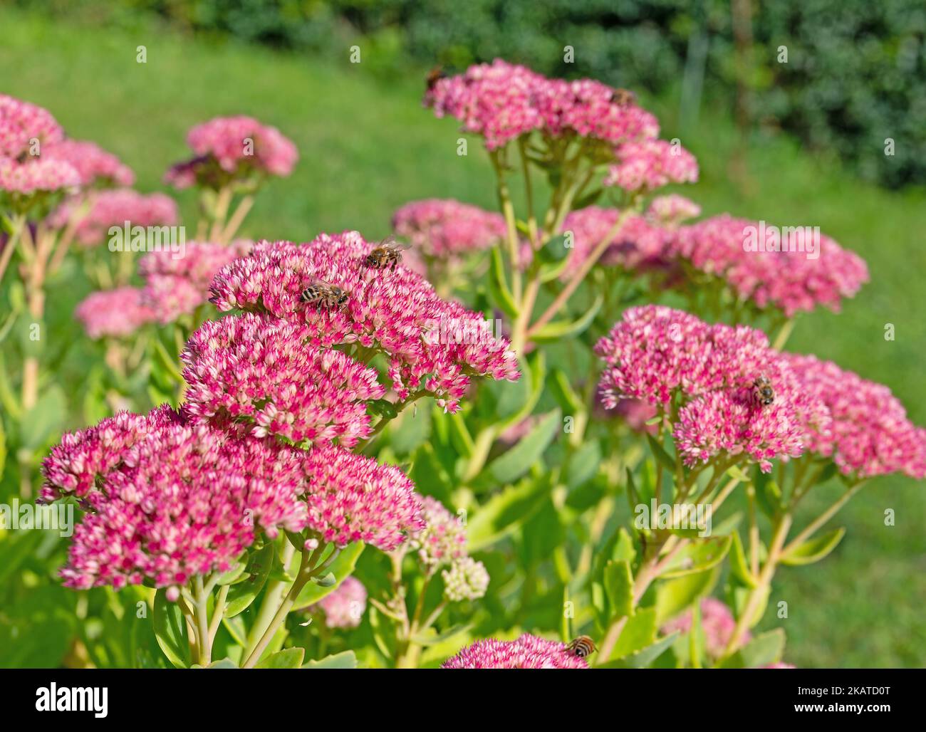Red flowering sedum plant, Hylotelephium telephium Stock Photo - Alamy