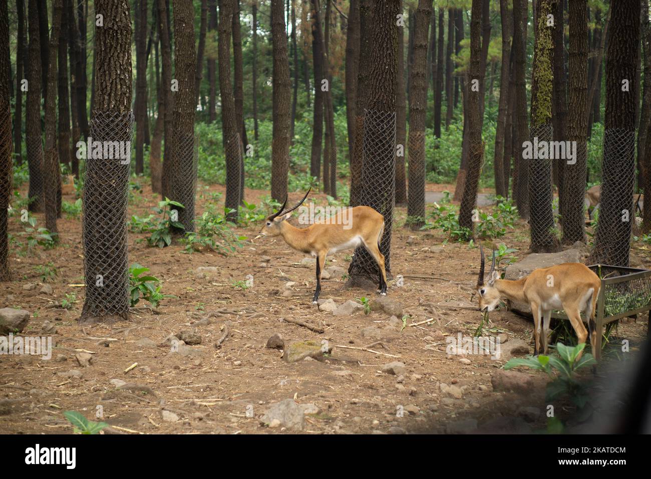 Kob black hi-res stock photography and images - Alamy