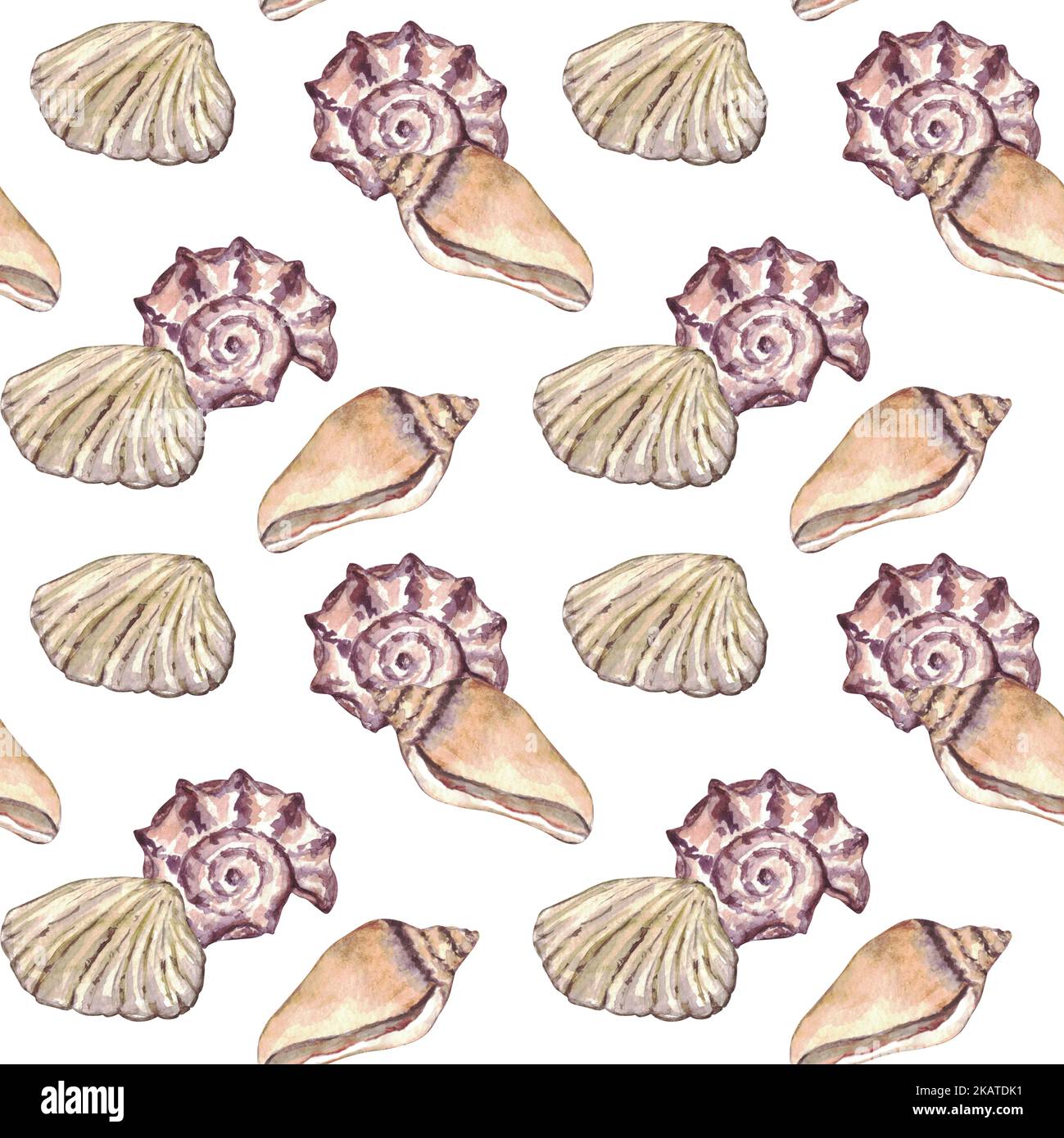 Seashell illustration Cut Out Stock Images & Pictures - Alamy