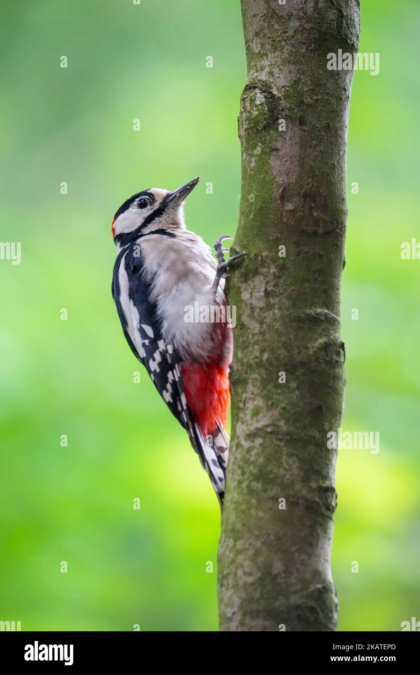 The vertical profile view of a great spotted woodpecker perching on a ...