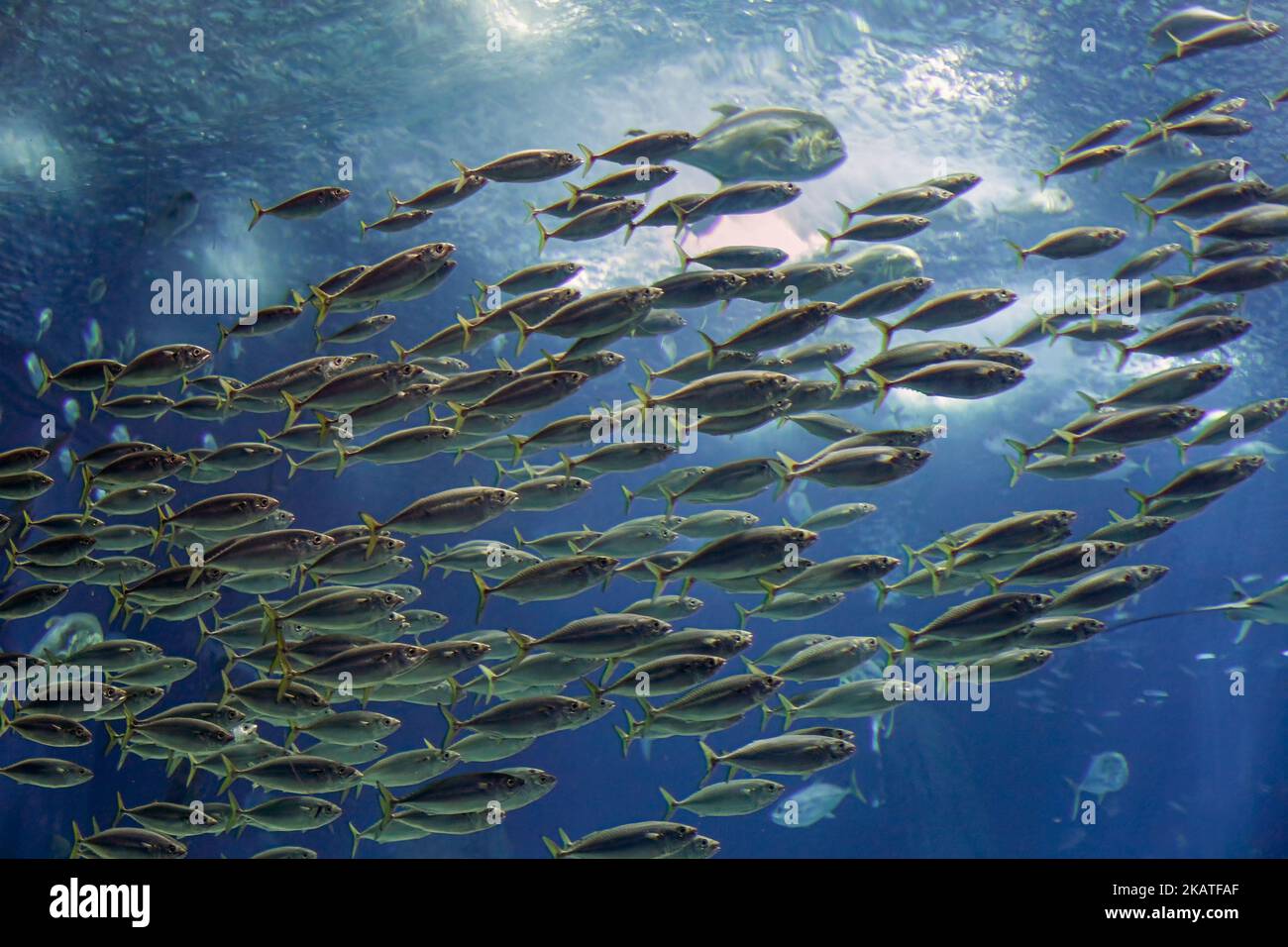 School of mackerel. Ocean aquarium photo Stock Photo - Alamy