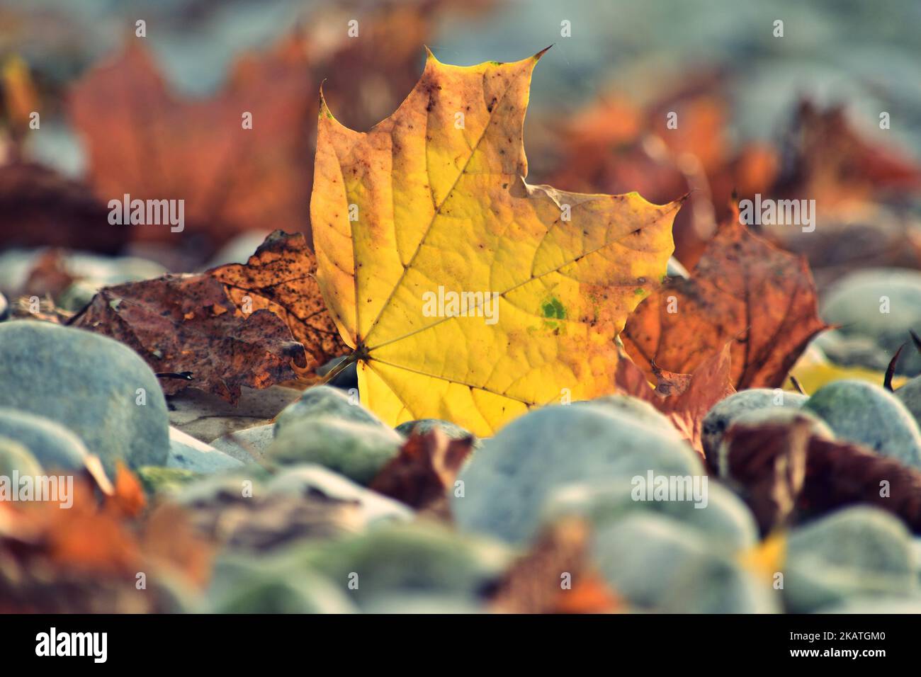 Autumn background with fallen leaves and pebbles Stock Photo - Alamy