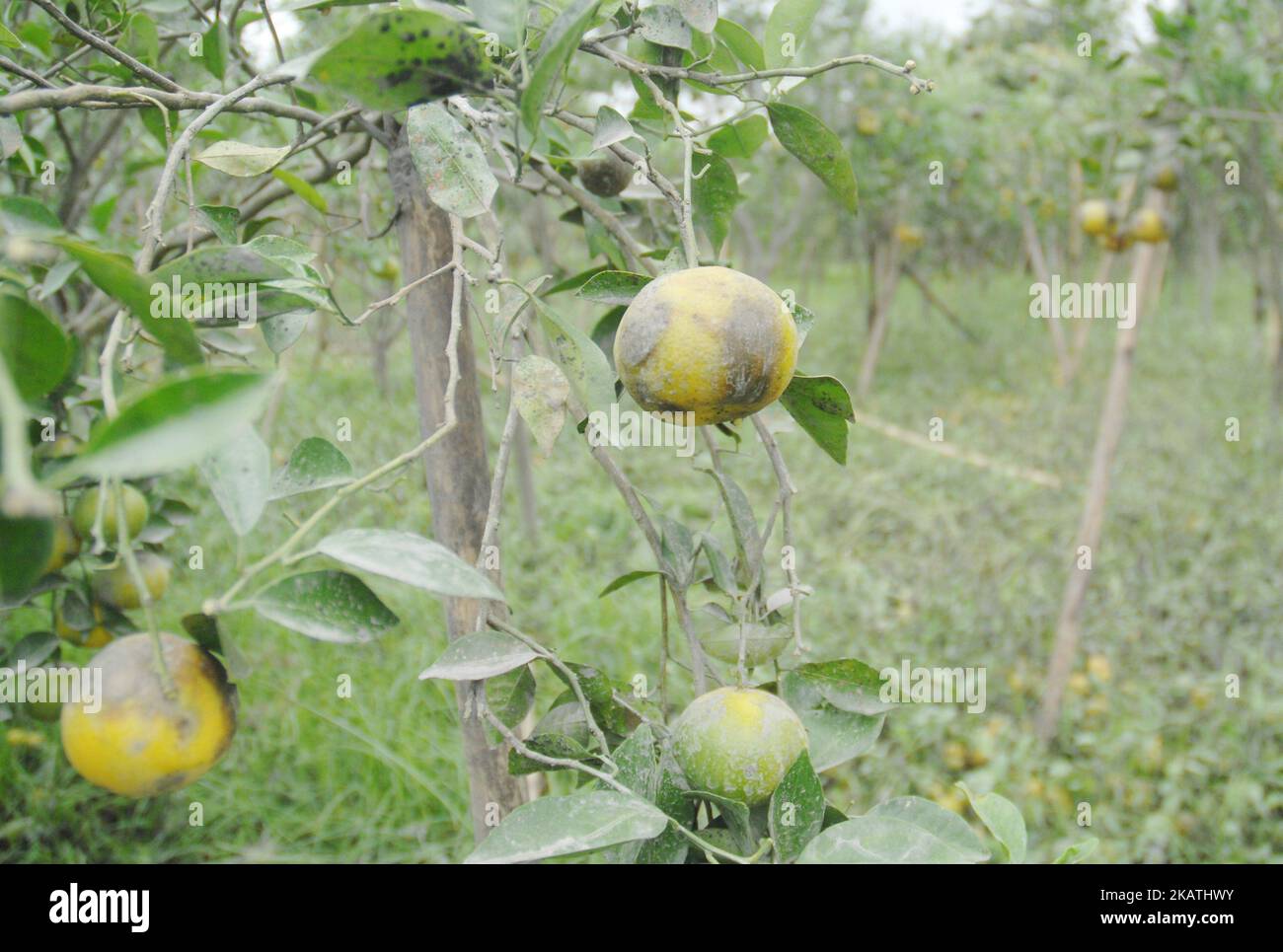 The citrus farm failed to harvest due to dust eruption of Mount Agung ...