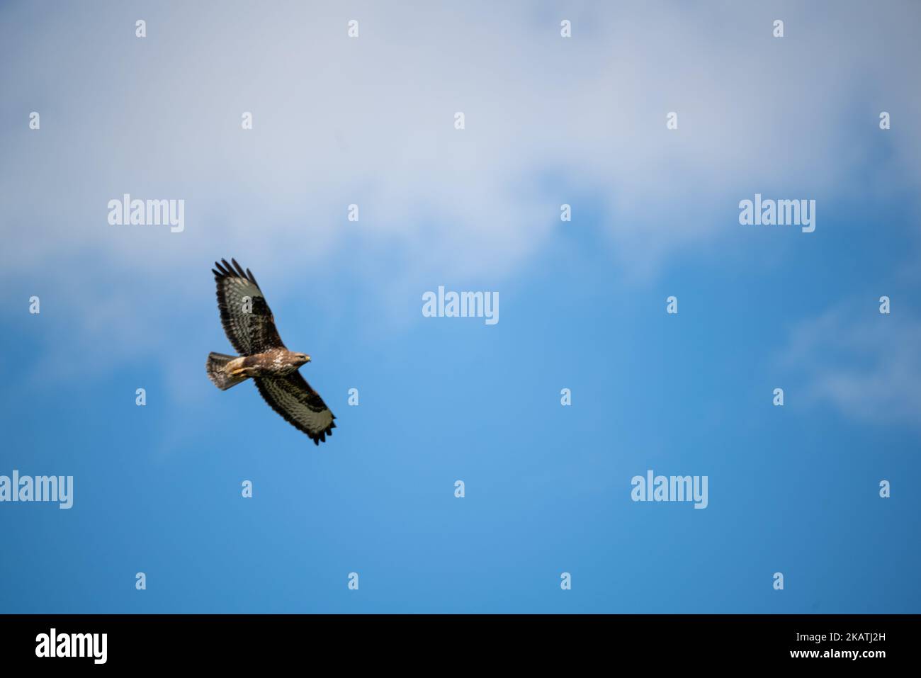 A common buzzard flying high against a blue cloudy sky in Spain Stock ...
